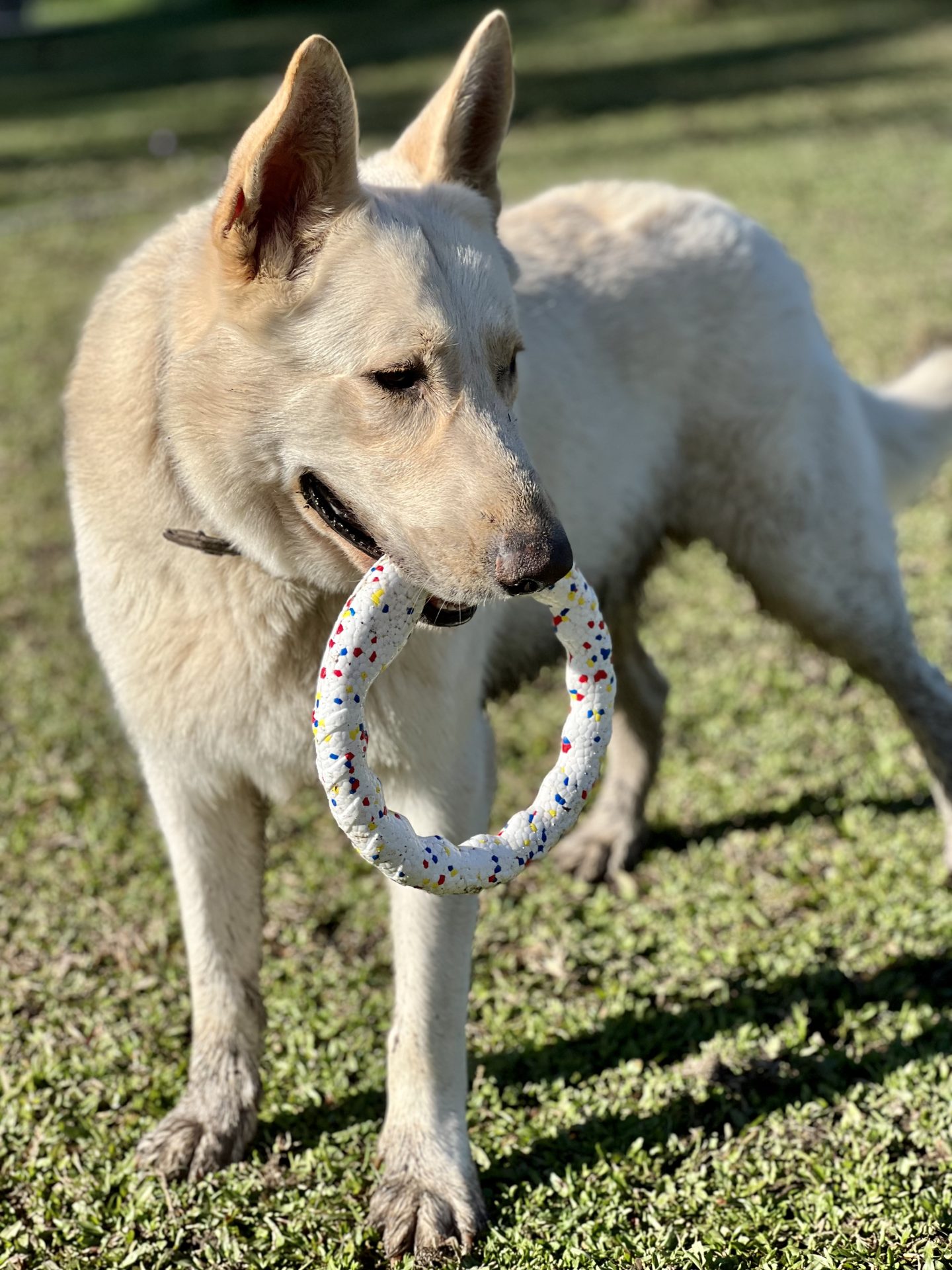 Zendi Dog Training Toy - Pull Ring Tough Fun Tug-A-War - Zendi